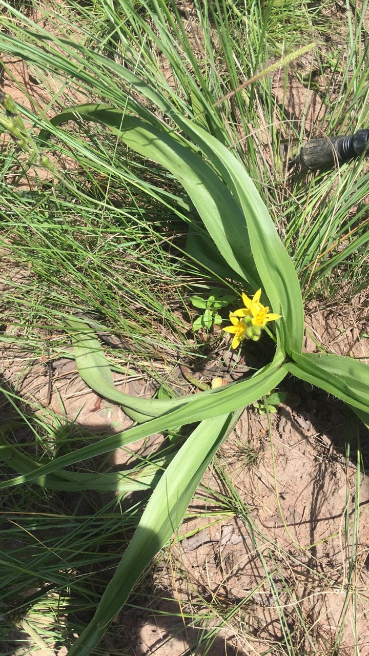 African potato (Hypoxis hemerocallidea) Flower, Leaf, Care, Uses ...