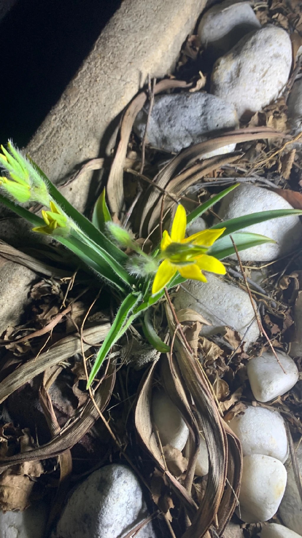 Hypoxis hemerocallidea - PictureThis