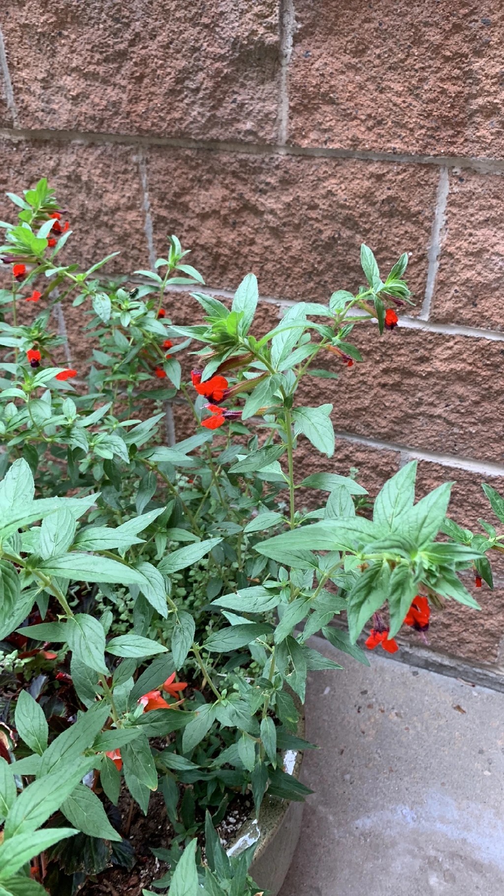 Bat-faced cuphea (Cuphea llavea) Flower, Leaf, Care, Uses - PictureThis