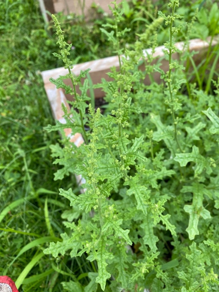 Dysphania botrys 照顧，種植，繁殖，開花時間 - PictureThis