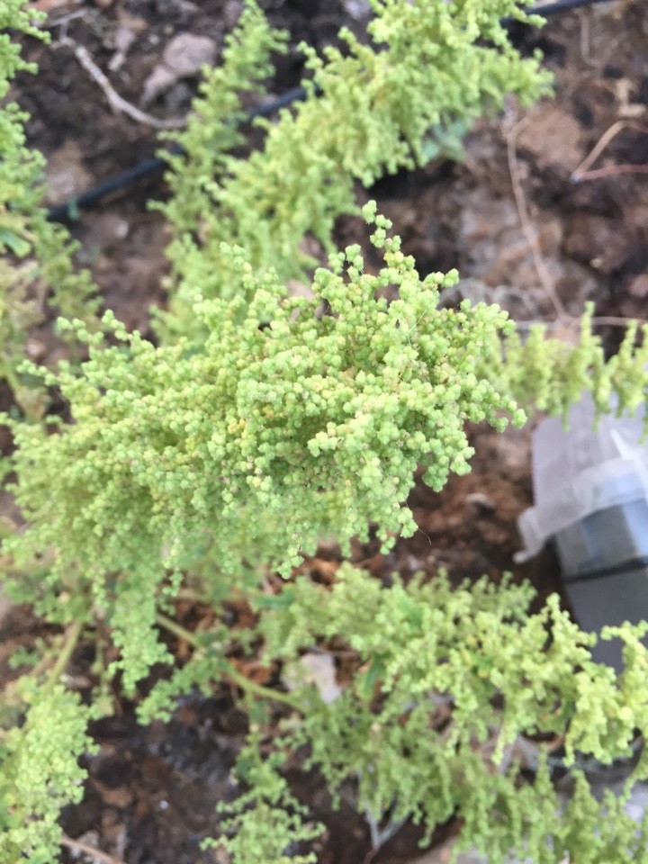 Dysphania botrys 照顧，種植，繁殖，開花時間 - PictureThis