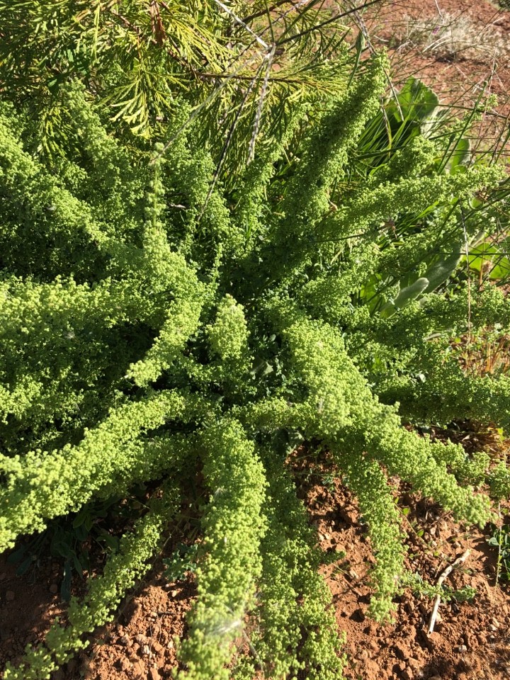 Dysphania botrys 照顧，種植，繁殖，開花時間 - PictureThis