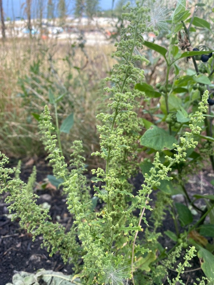 Dysphania botrys 照顧，種植，繁殖，開花時間 - PictureThis