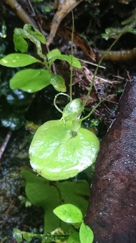 Corybas papa - PictureThis