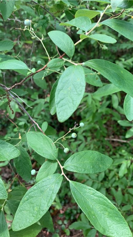 Dangleberry (Gaylussacia frondosa) Flower, Leaf, Care, Uses - PictureThis