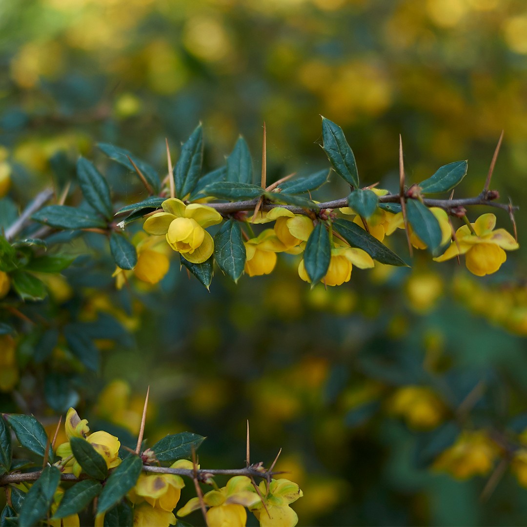 Berberis candidula - PictureThis