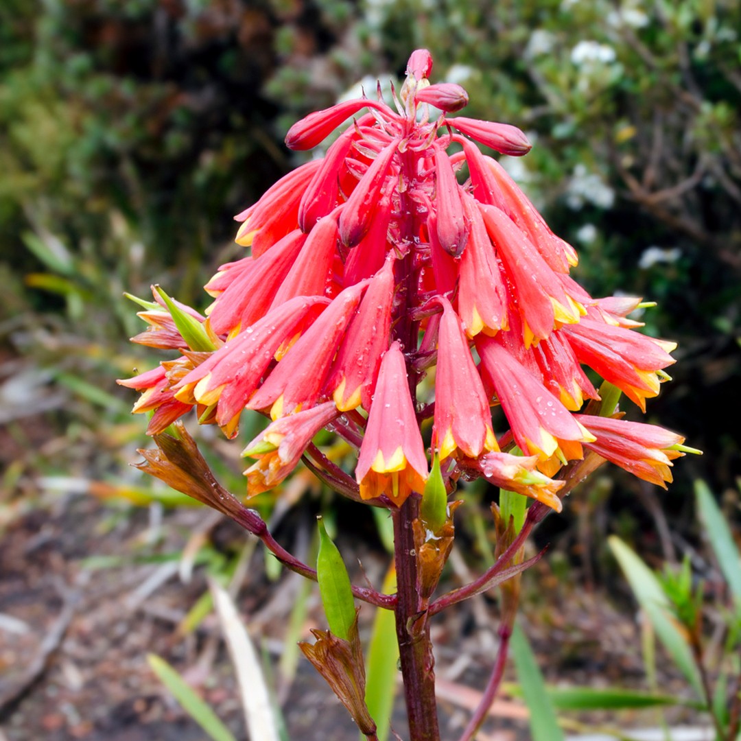 Blandfordia punicea - PictureThis