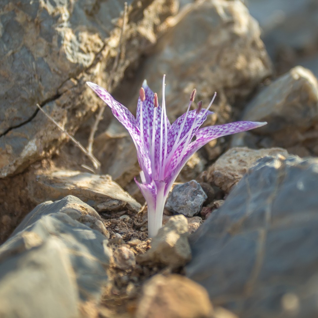 Naked Lady (Colchicum) Flower, Leaf, Care, Uses - PictureThis