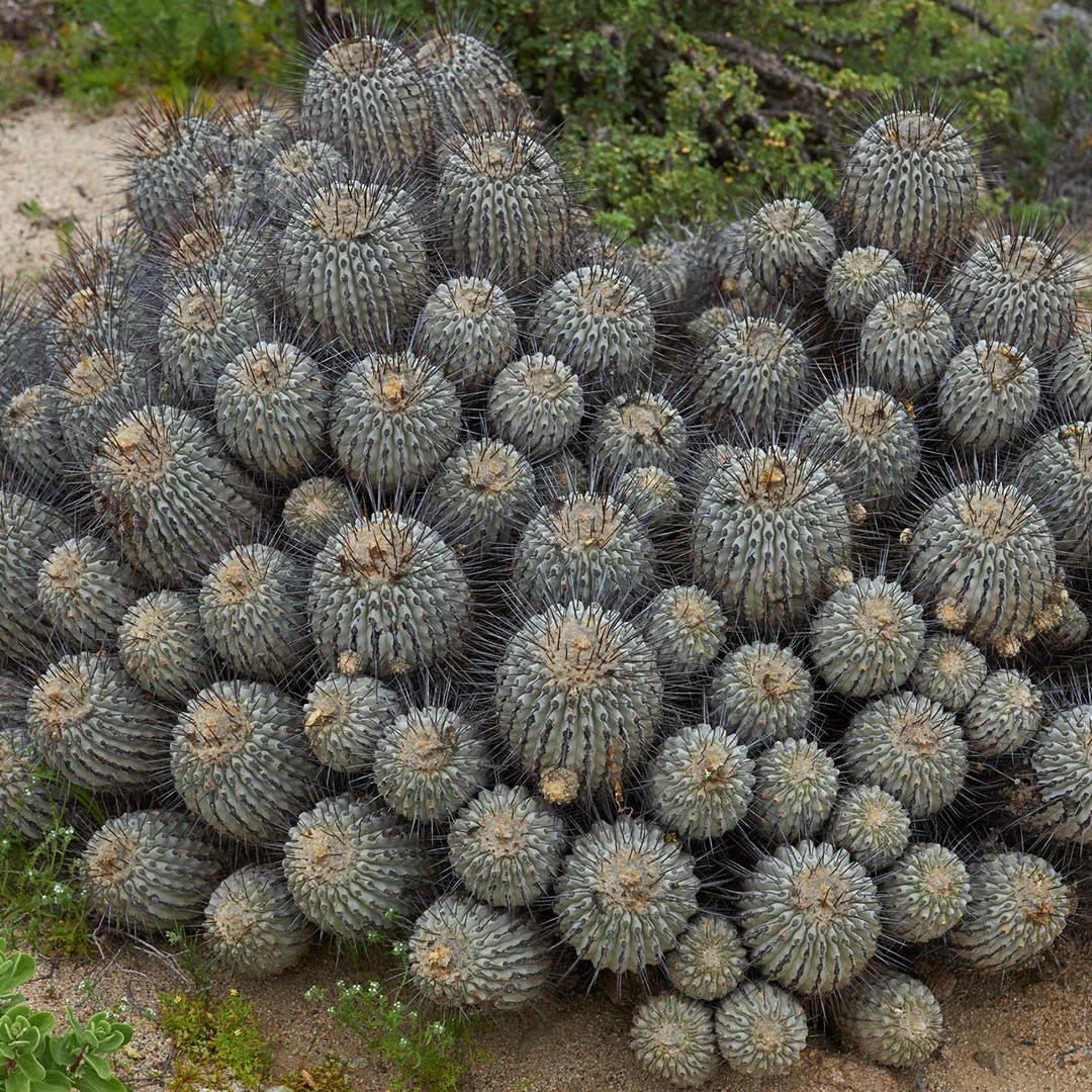 Copiapoa Care (Watering, Fertilize, Pruning, Propagation) - PictureThis