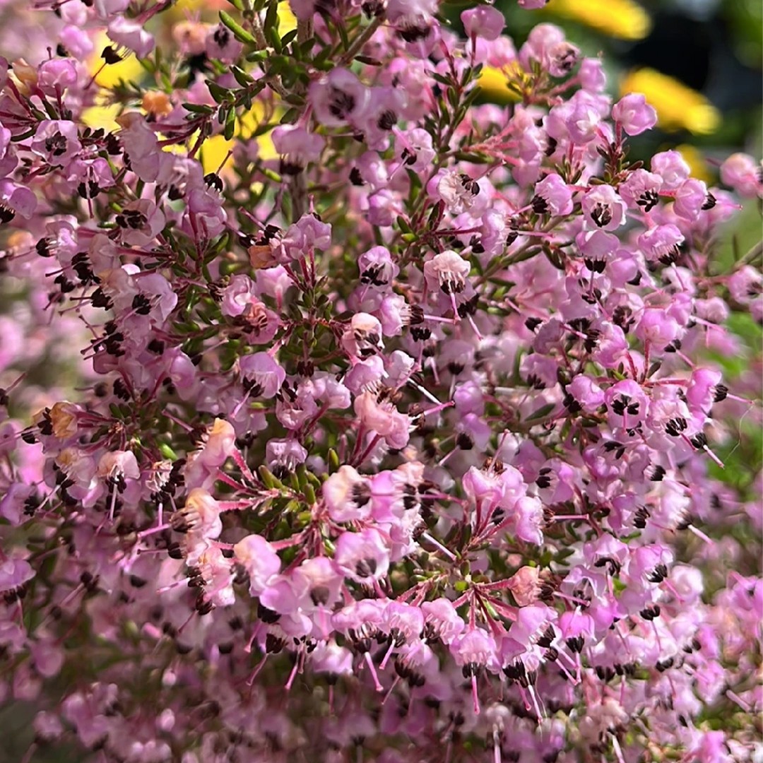 Erica sparsa Flower, Leaf, Care, Uses - PictureThis