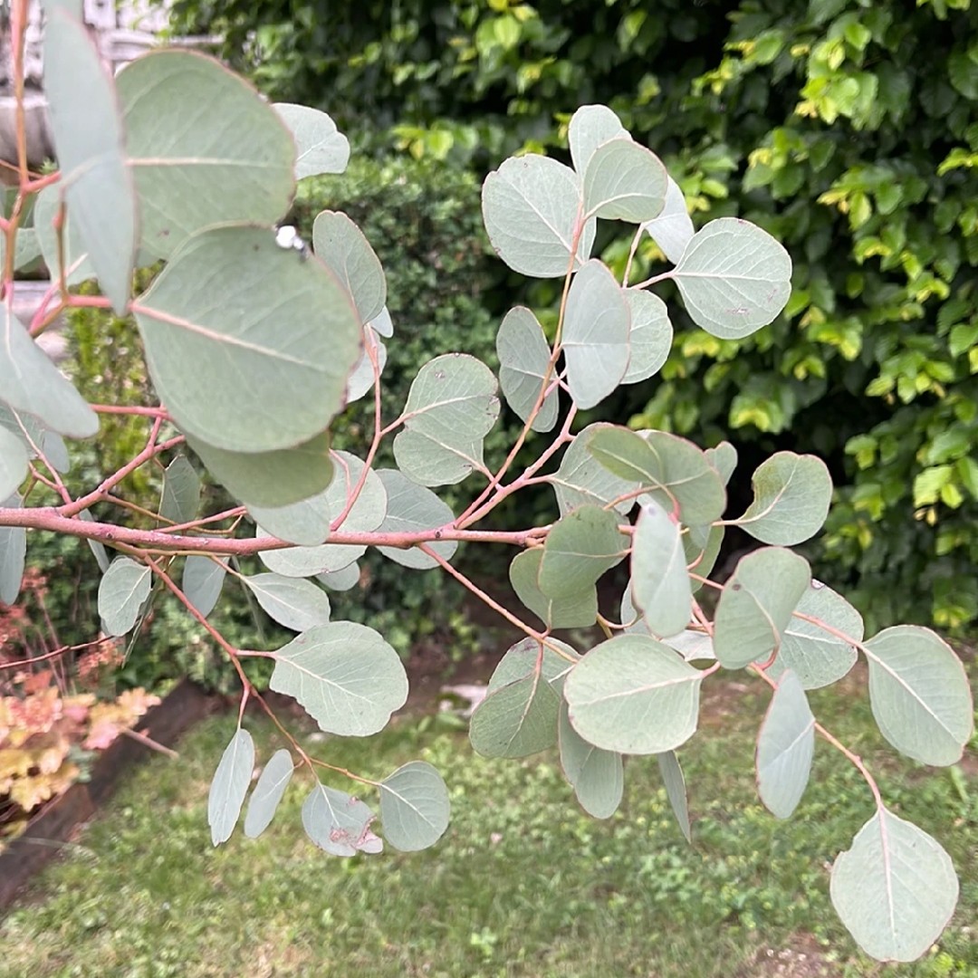 Эвкалипт (Eucalyptus) - PictureThis