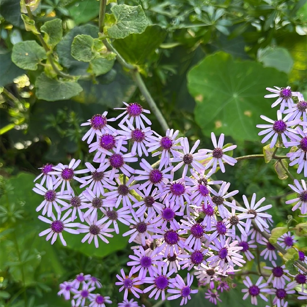 Pericallis - PictureThis