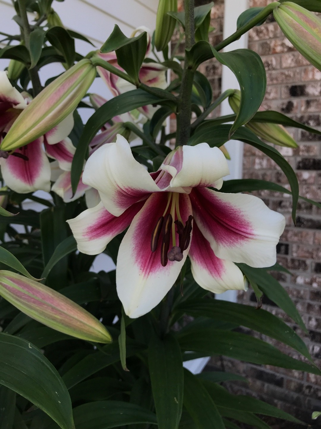 Lilium orientale 'Altari' - PictureThis