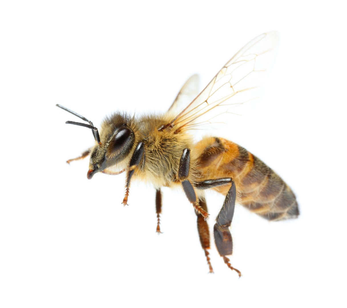 ¿Cómo polinizar Acacia de Constantinopla? (Guía de polinizadores ...