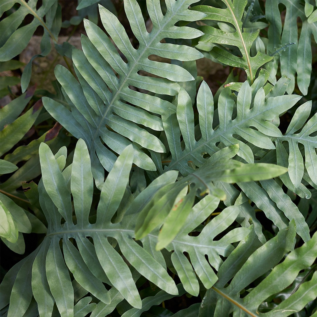 Phymatosorus pustulatus subsp. pustulatus - PictureThis