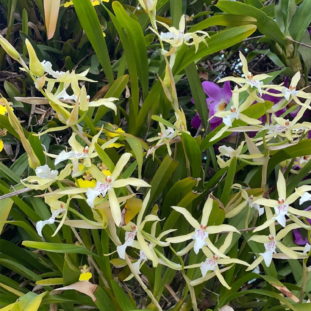 Мильтония (Miltonia) - PictureThis