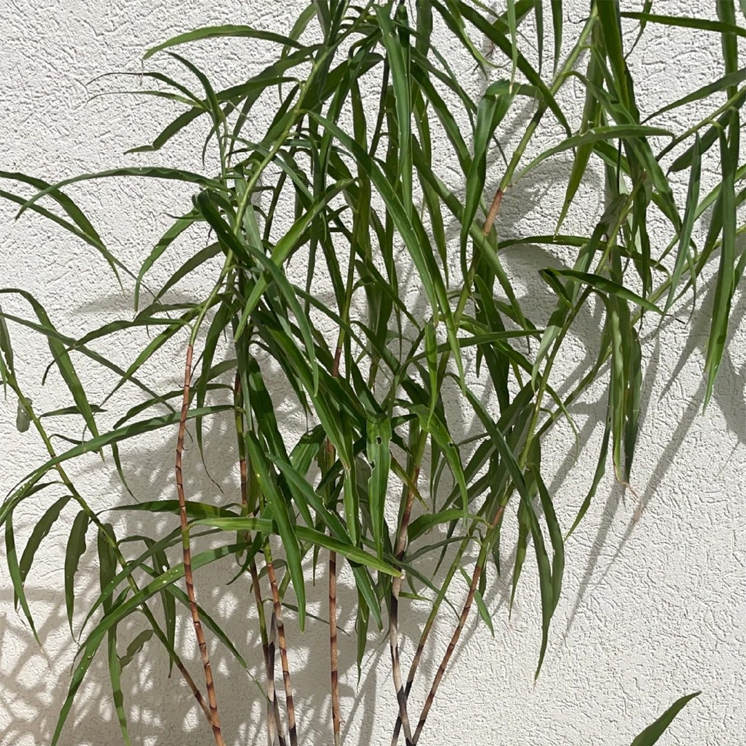 Costus Flower, Leaf, Care, Uses - PictureThis