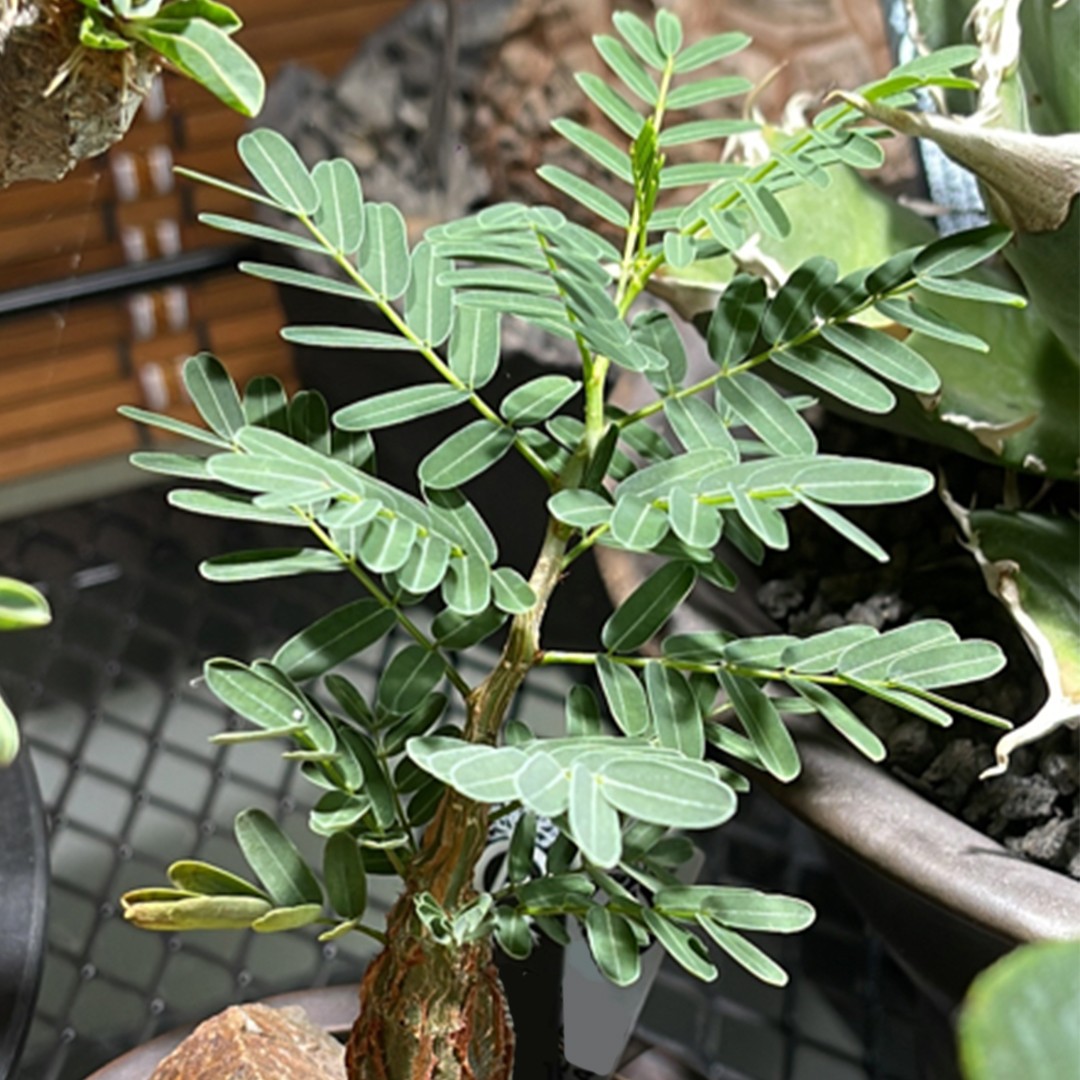 Entada Flower, Leaf, Care, Uses - PictureThis