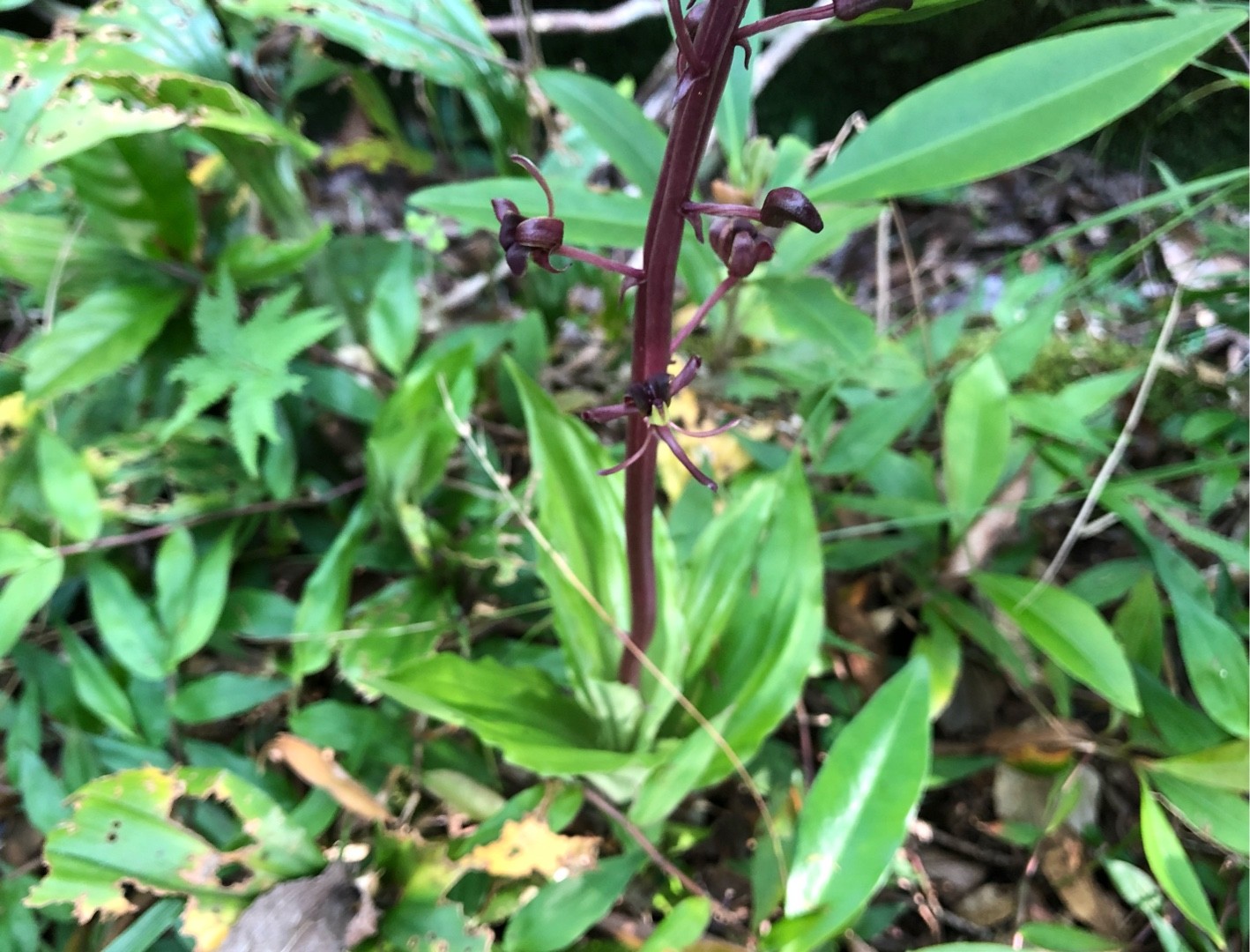 Liparis nigra - PictureThis