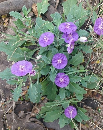 Quincula lobata 照顧，繁殖，開花時間 - PictureThis