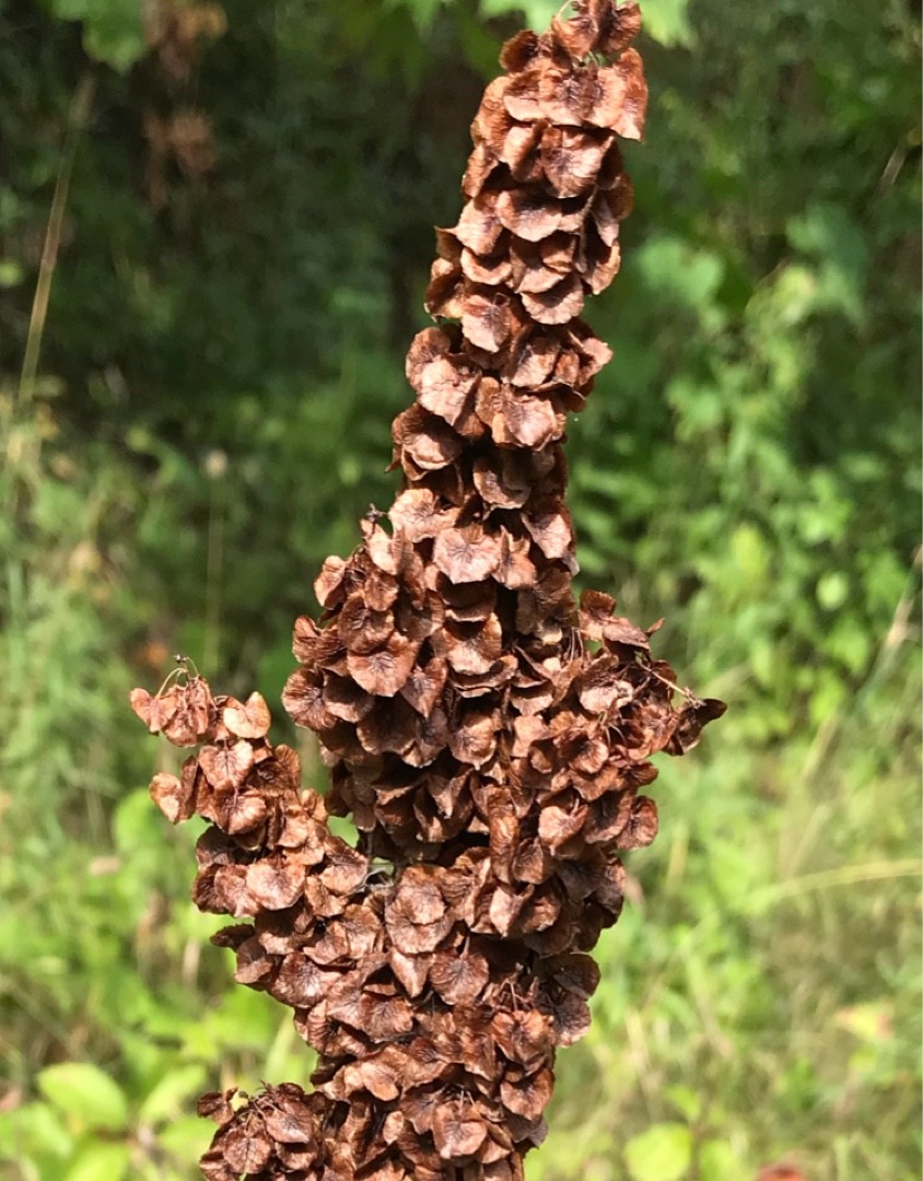Patience domestique (Rumex longifolius) - PictureThis