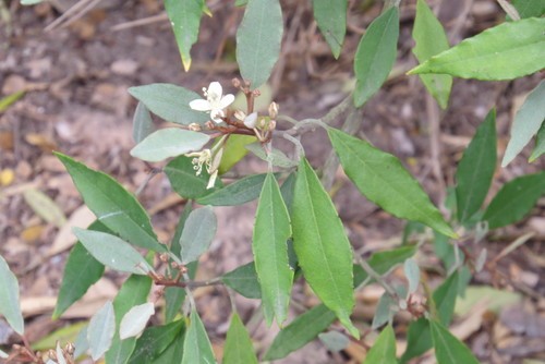 Quadrella incana Flower, Leaf, Uses - PictureThis
