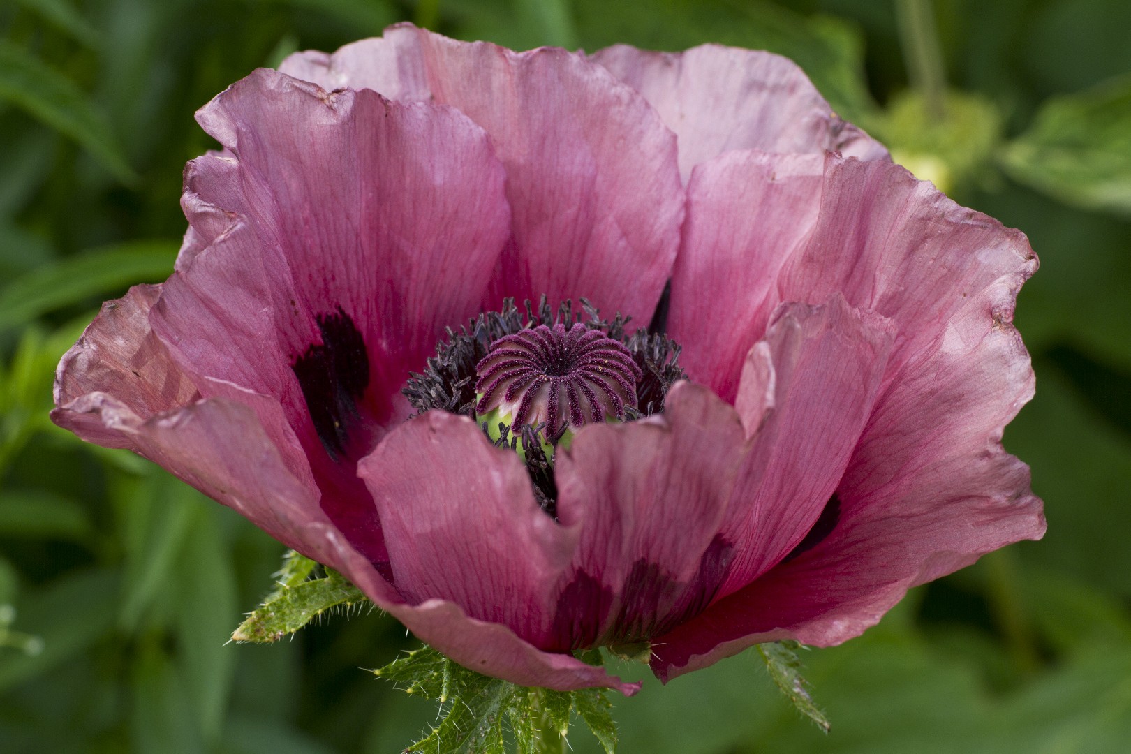 Papaver (Papaver) - PictureThis