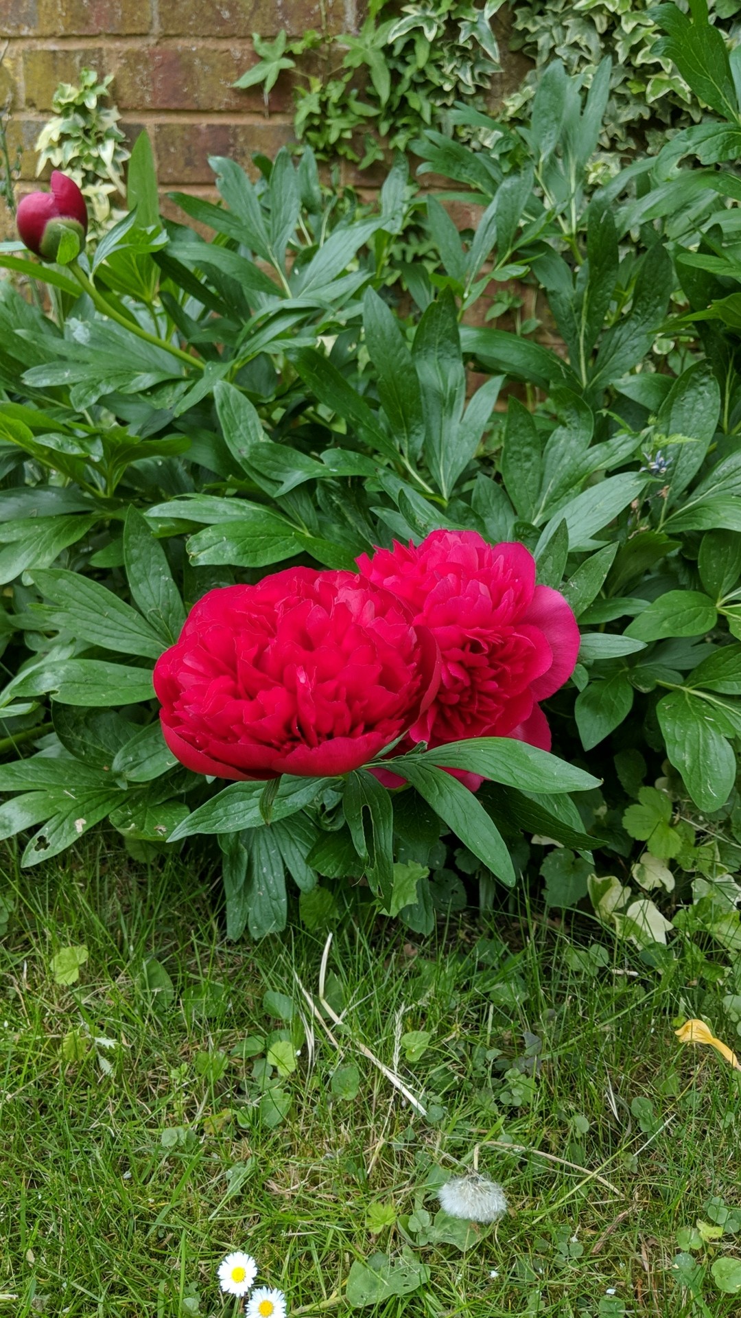 Paeonia officinalis 'Rubra Plena' - PictureThis