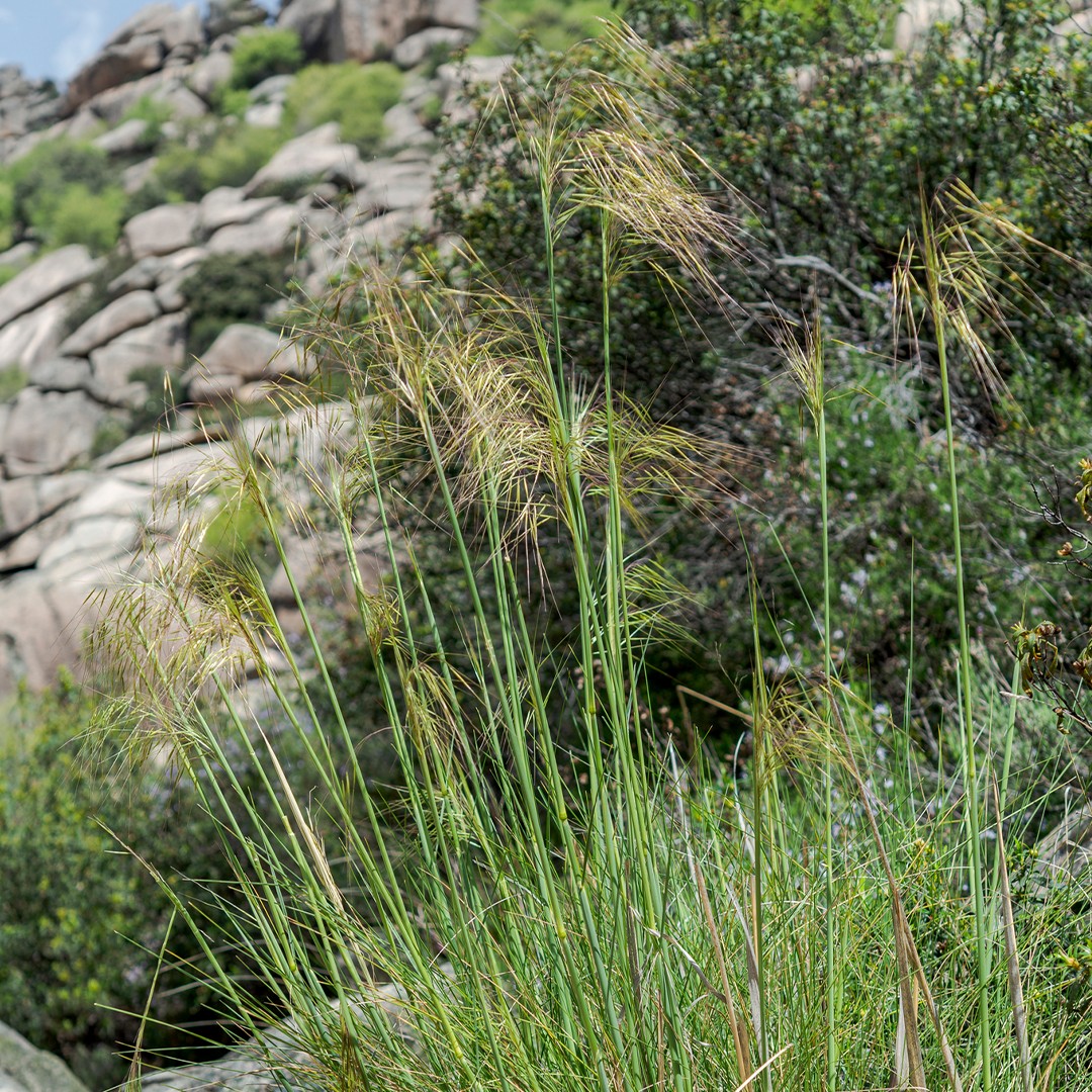 Ковыль (Stipa) - PictureThis