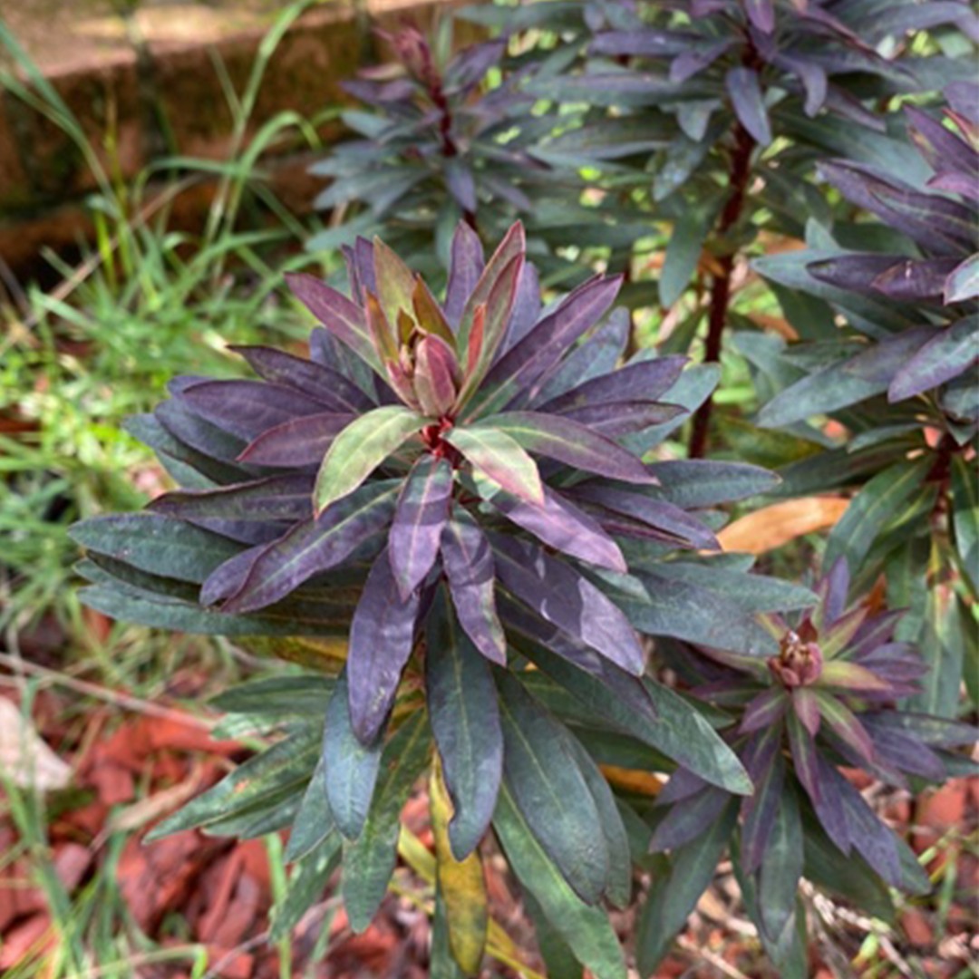Euphorbia Purple Stem