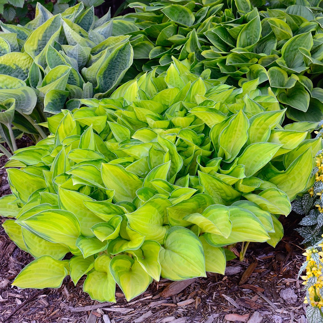Hosta hybrid - PictureThis