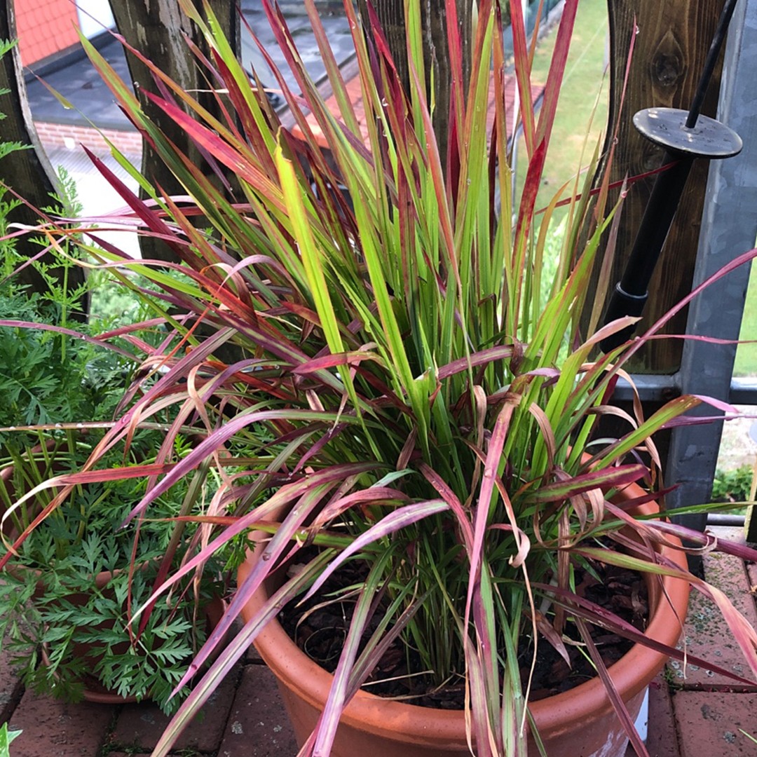 Panicum - PictureThis