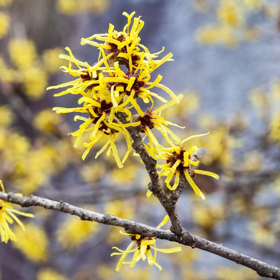 Amamelide della Cina (Hamamelis mollis) - PictureThis