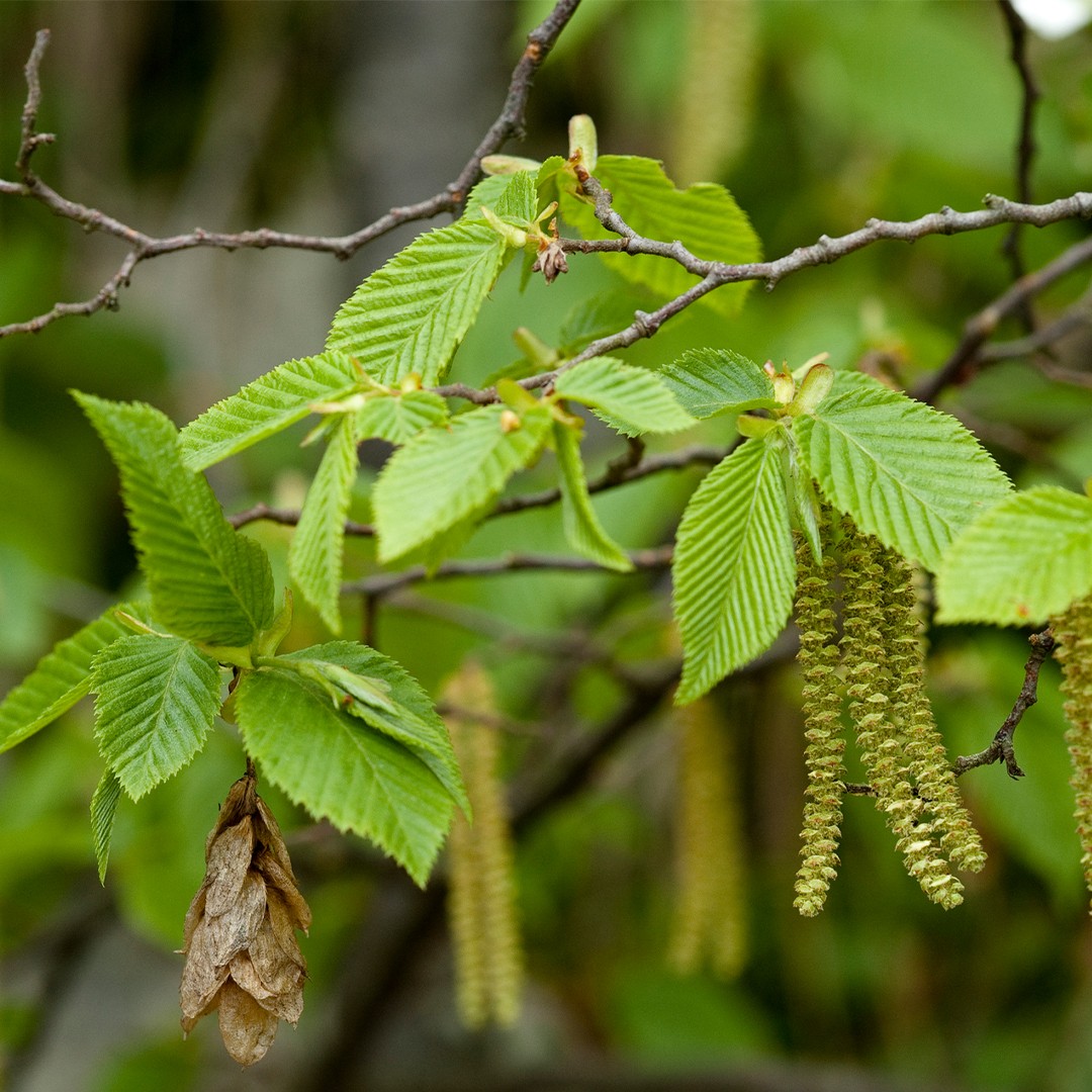 Common hornbeam (Carpinus betulus) Flower, Leaf, Care, Uses - PictureThis