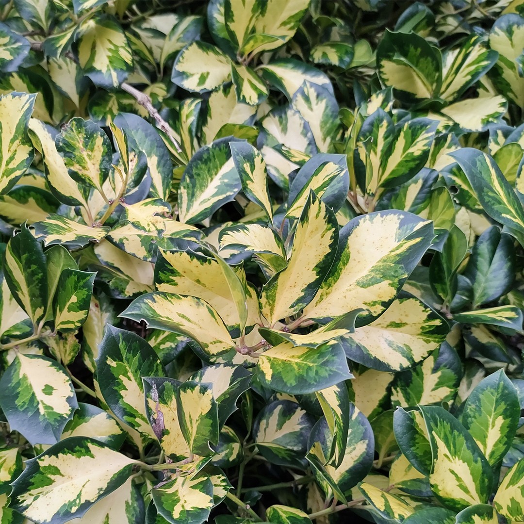 감탕나무속 (Ilex) - PictureThis