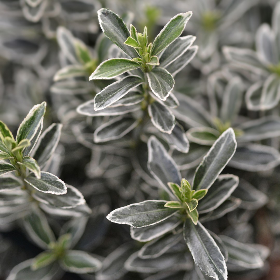 Euonymus japonicus 'Microphyllus Albovariegatus' - PictureThis
