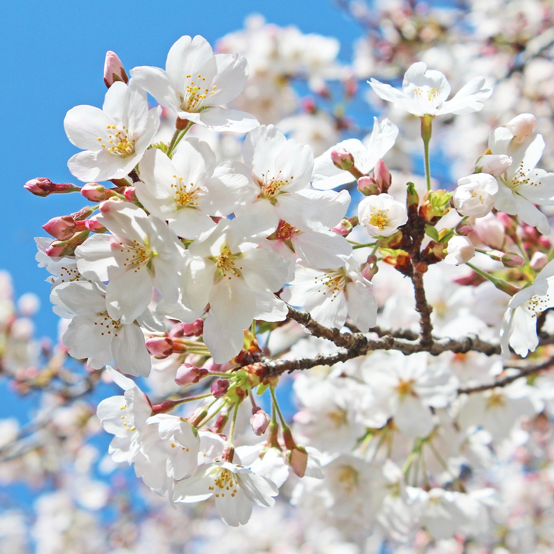 Prunus × yedoensis 'Somei-Yoshino' - PictureThis