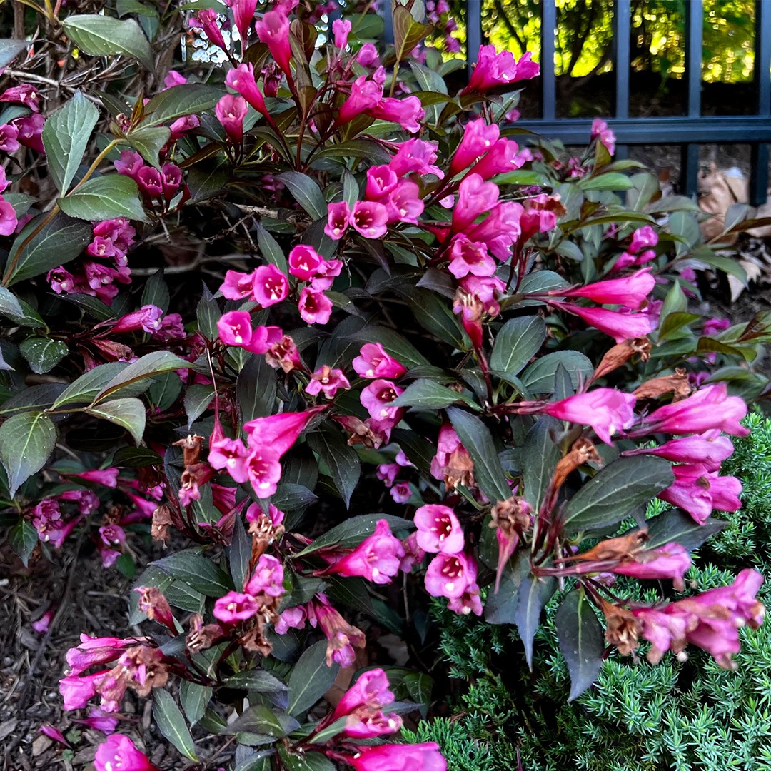 Weigela Flower, Leaf, Care, Uses - PictureThis