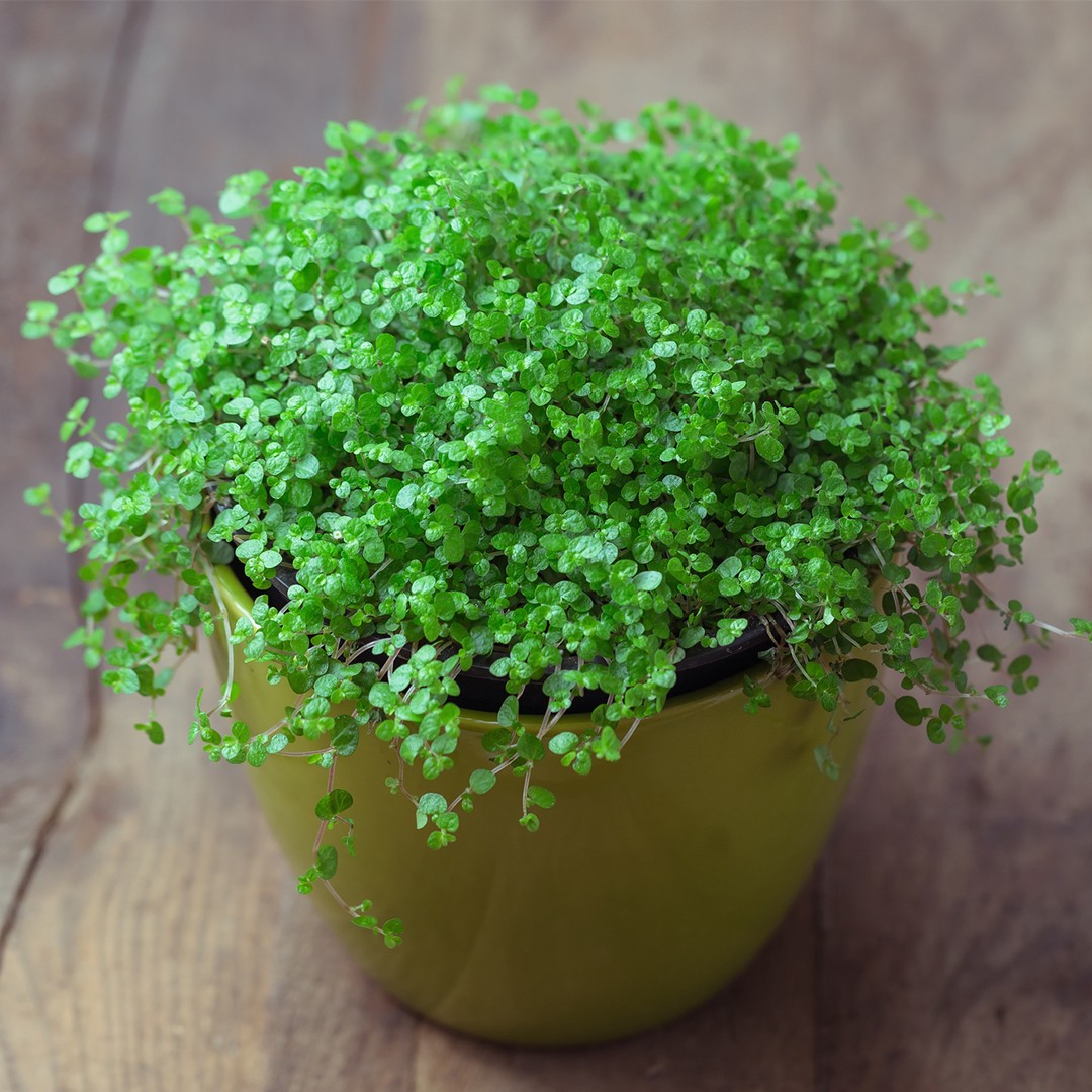 Soleirolia Care (Watering, Fertilize, Pruning, Propagation) - PictureThis