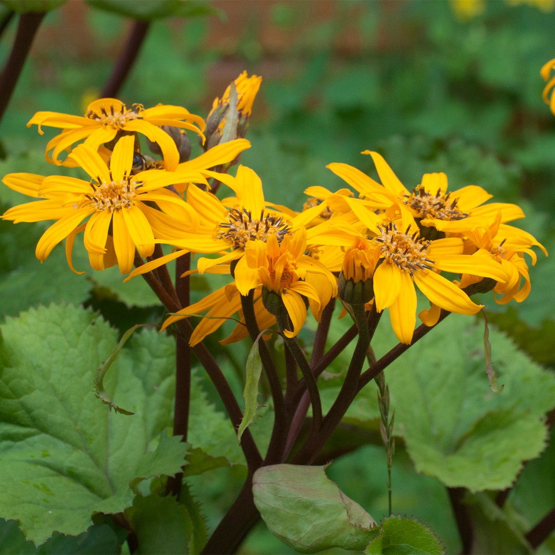 Planta Leopardo (Ligularia) - PictureThis