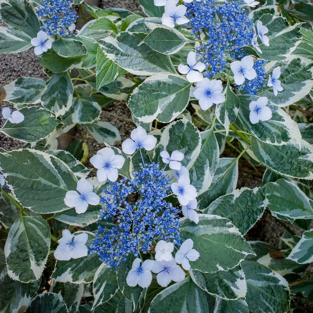 Hydrangea macrophylla 'Maculata' - PictureThis