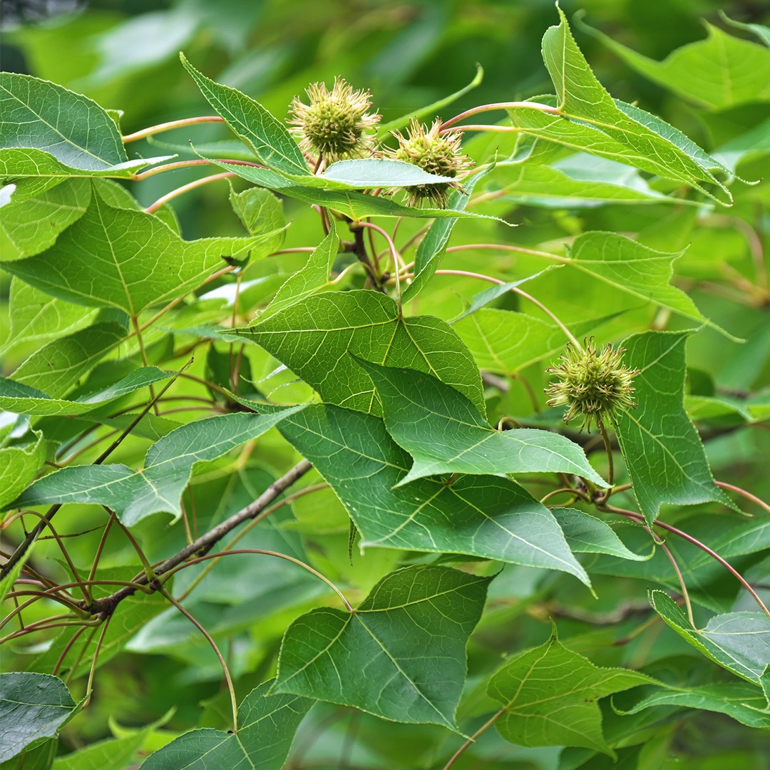 Formosan sweetgum (Liquidambar formosana) Flower, Leaf, Care, Uses ...