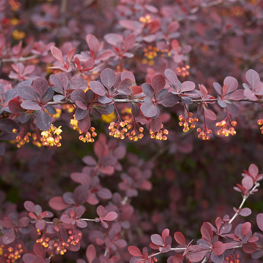 How to Grow and Care for Purple Japanese barberry