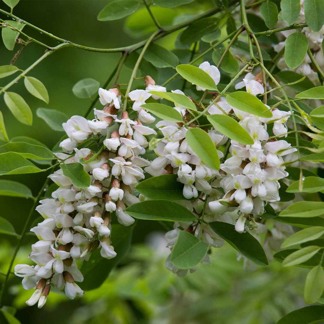 Are black locust thorns poisonous to humans? - PictureThis