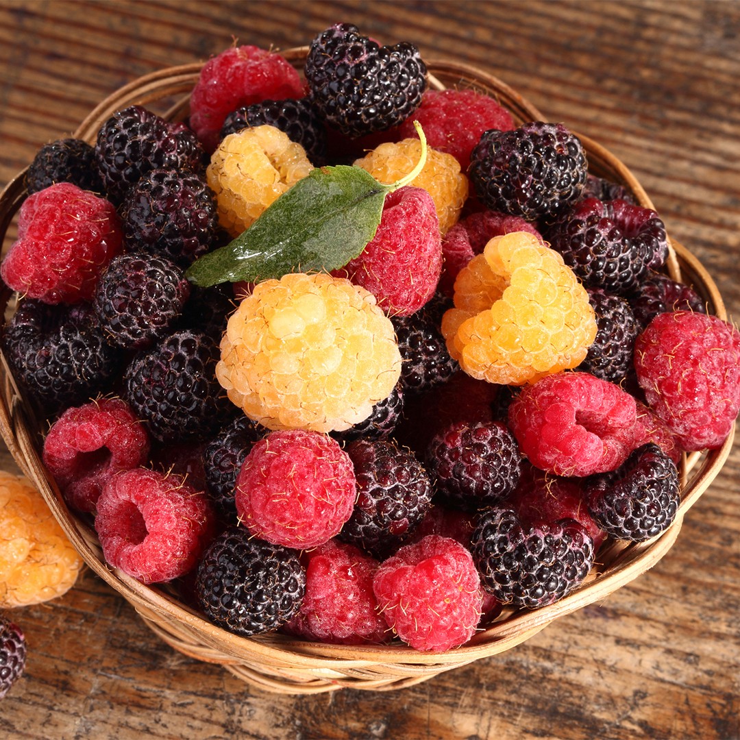 Rubus hybrid - PictureThis