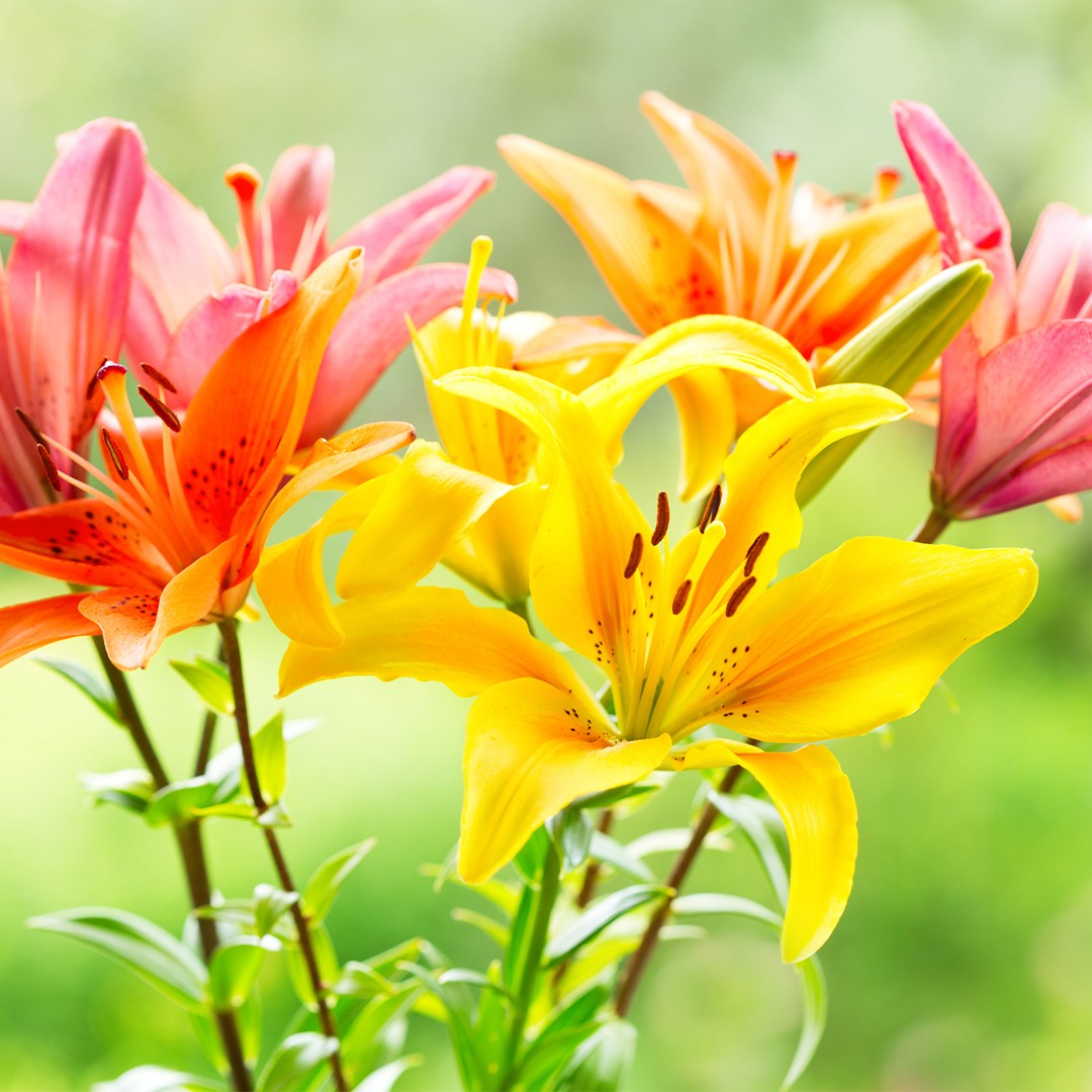 🌱 How to Propagate Lilium hybrid