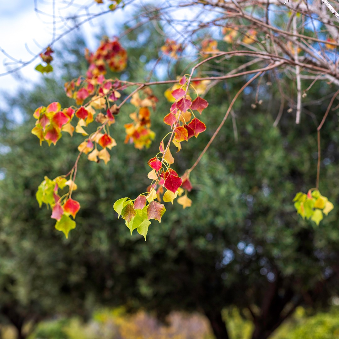 Triadica (Triadica) Flower, Leaf, Care, Uses - PictureThis