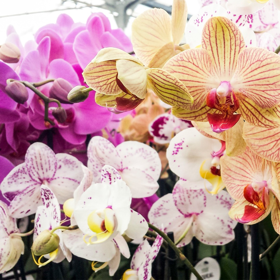 Phalaenopsis hybrid - PictureThis