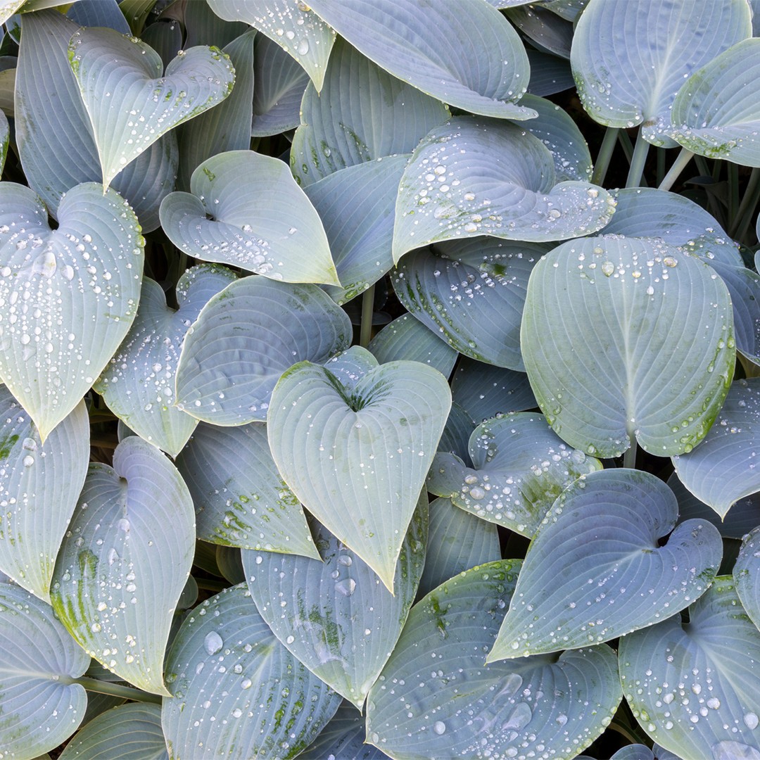 Where To Place Labrador violet In Feng Shui? (Characteristics ...