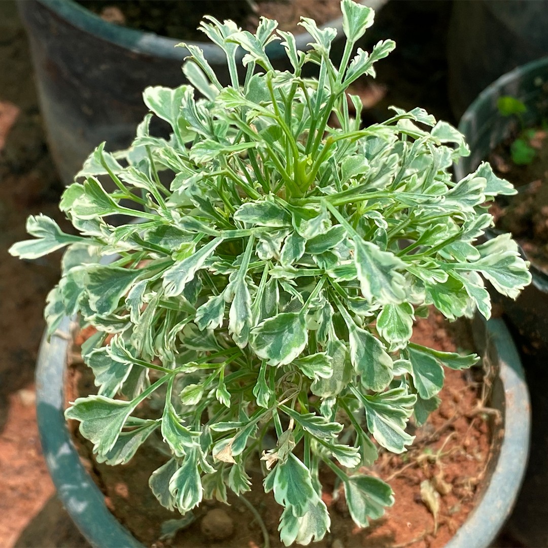When is the best time to prune my Ming aralia? - PictureThis